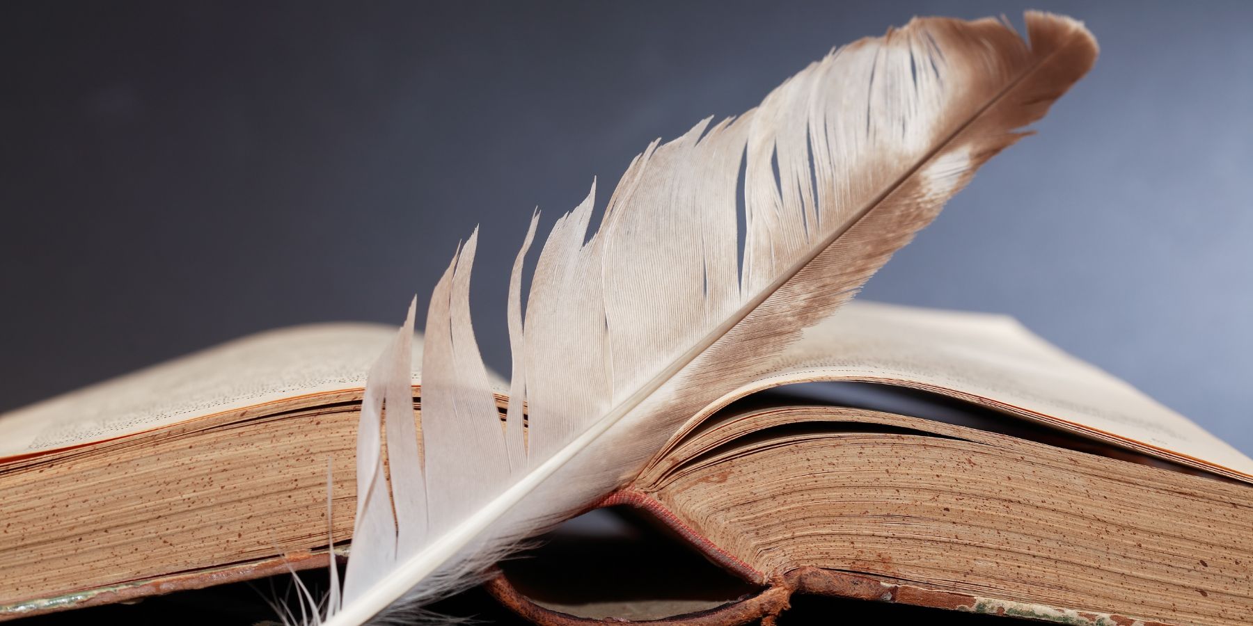 Comment choisir une plume de calligraphie ? - Le Scribe